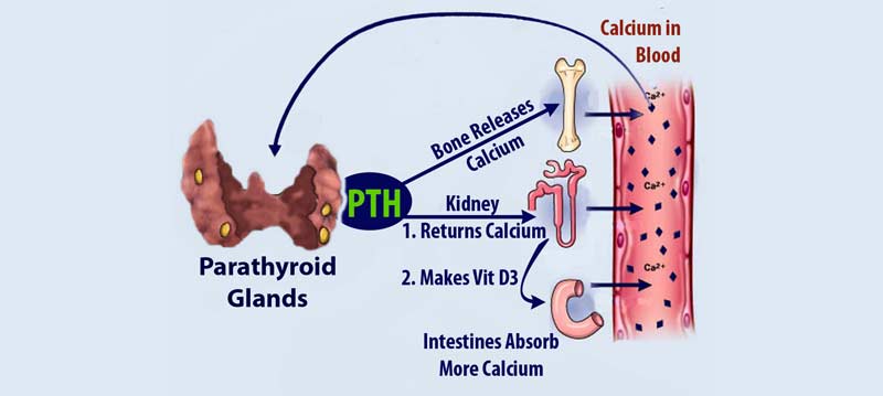 What Are The Parathyroid Glands Thyroid Sydney Parathyroid Symptoms
