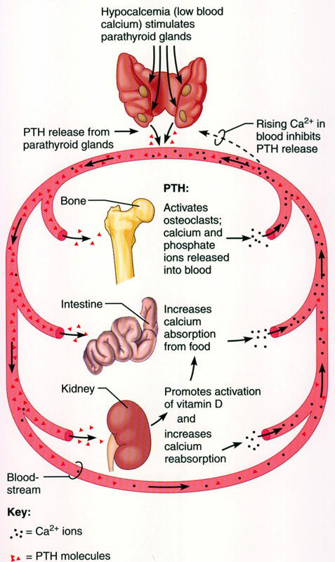 Symptoms of Hyperparathyroidism - Thyroid Clinic Sydney
